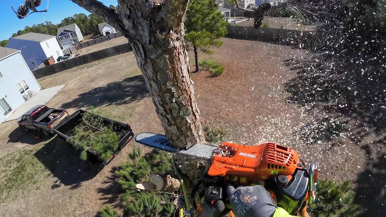 Pine Tree Removal Youtube