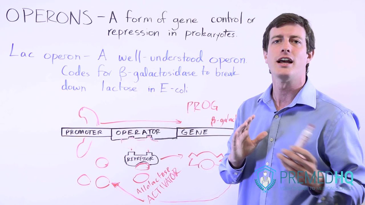 Lac Operon Youtube