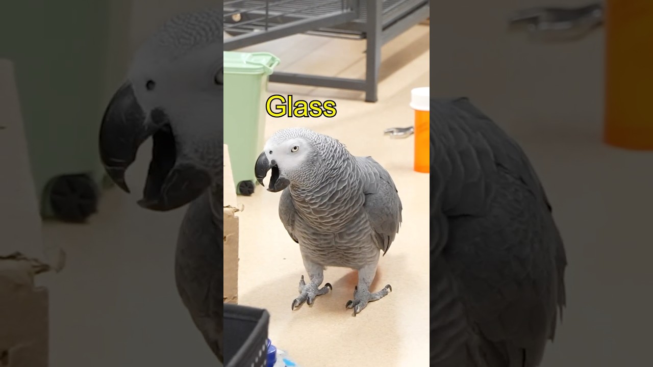 Training The Worlds Smartest Parrot Apollo Goes To College рџћ Seniors