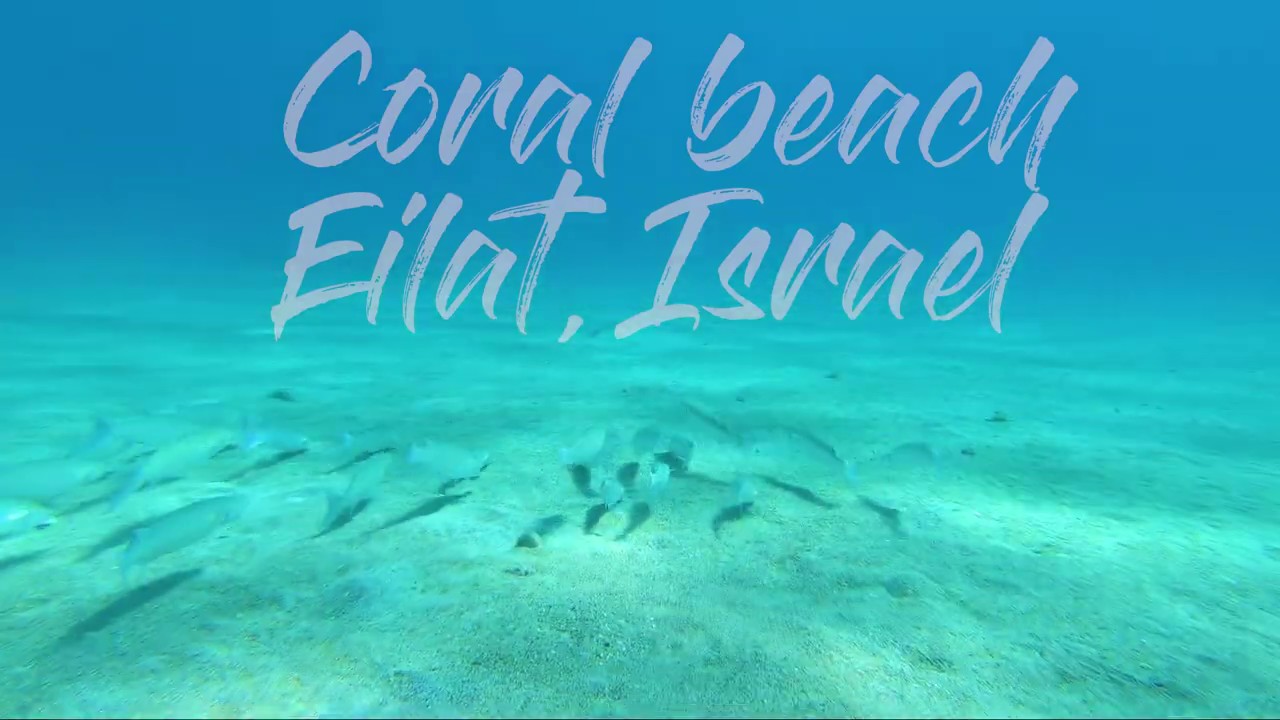 Coral Beach Diving In Eilat Israel Youtube