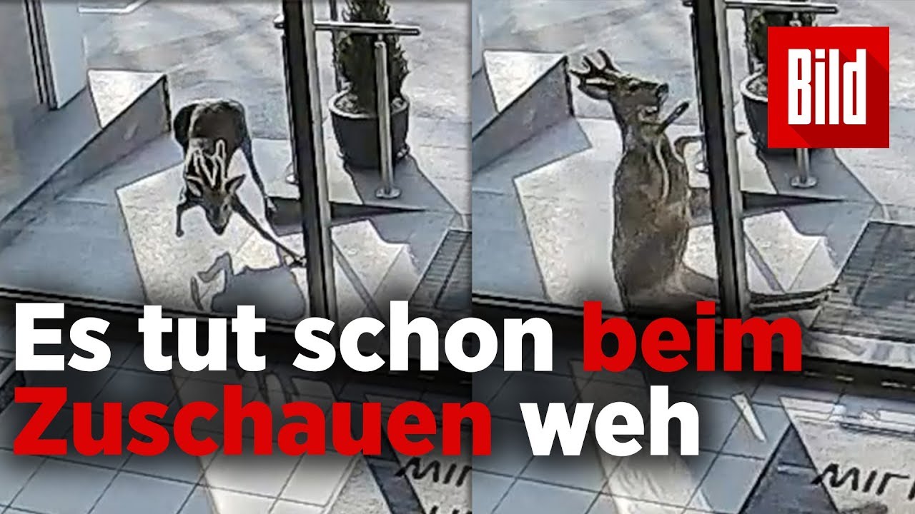 Reh Rennt Volle Power Gegen Glasscheibe Youtube