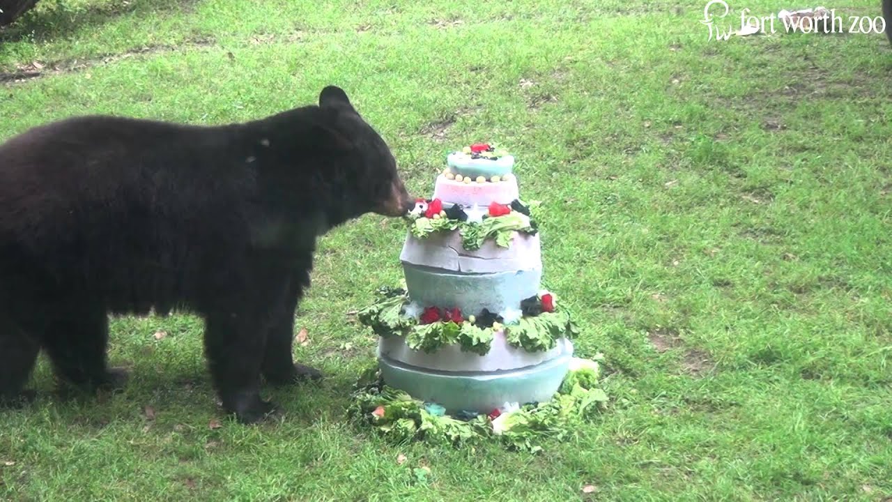 Fort Worth Zoo Celebrates Black Bears Birthdays Youtube
