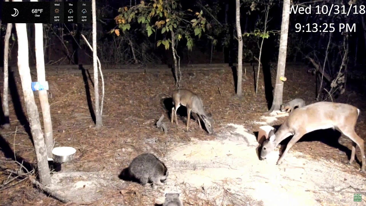 Live Deer Cam Squirrel Bird And Wildlife Cam Live Stream Livedeercam