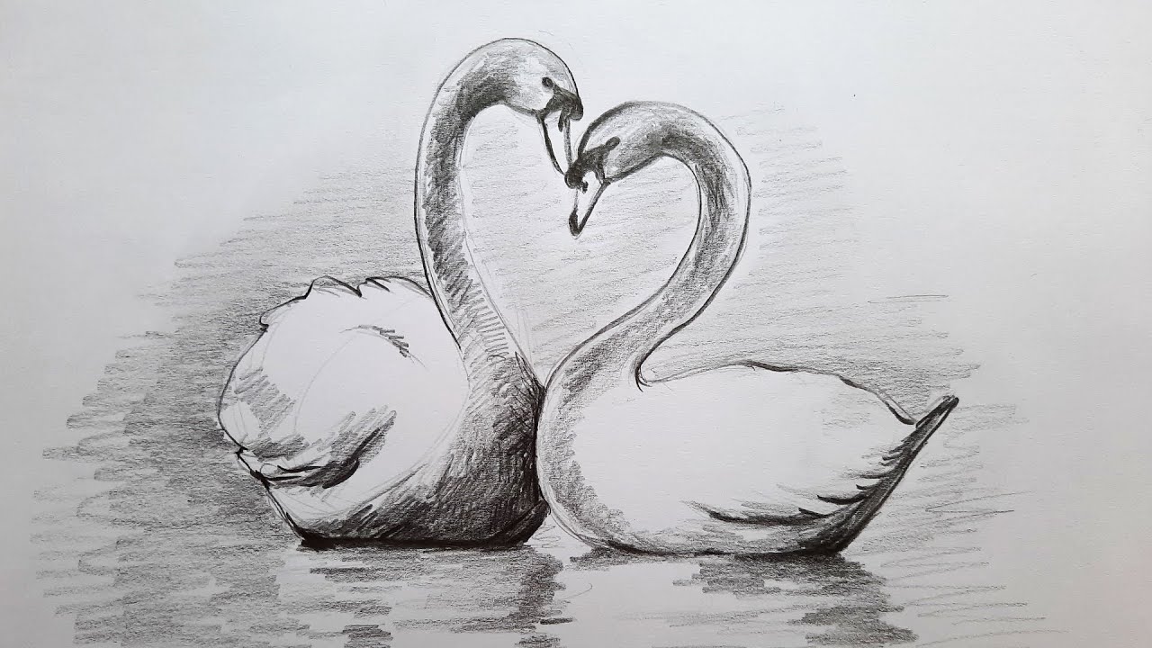 Swan Pencil Sketch A Journey Into Artistic Expression