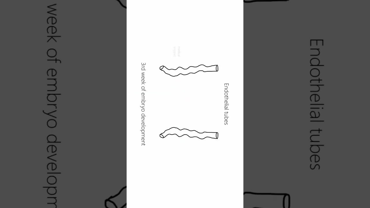 Interventricular Septum Development