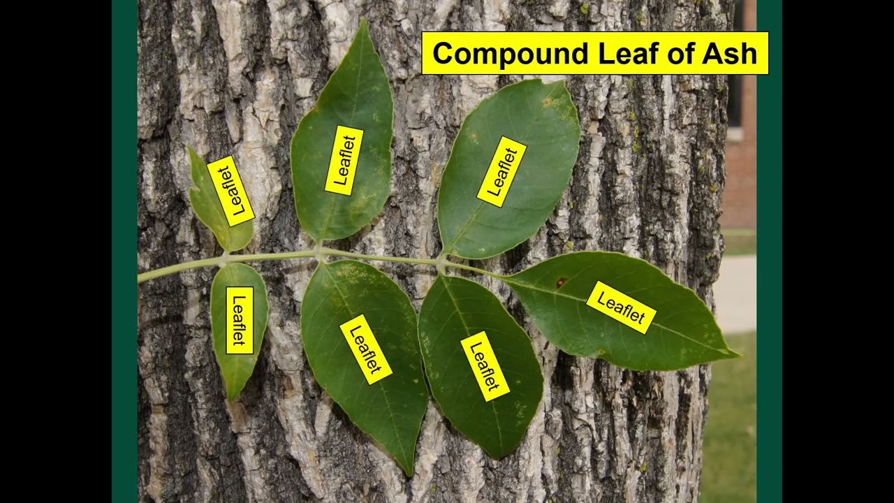 Tree Identification Tree Identification Chart Landscape Trees My Xxx