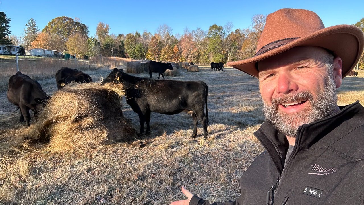 Farm Updates Cows Hay And Tractors Live Youtube