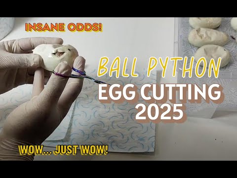 Ball Python Egg Cutting 2025 Which Babies Did We Hatch Youtube