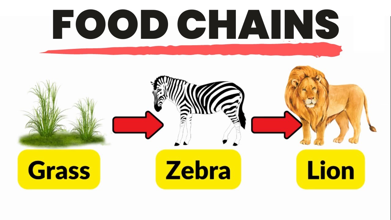 Food Chain Lion