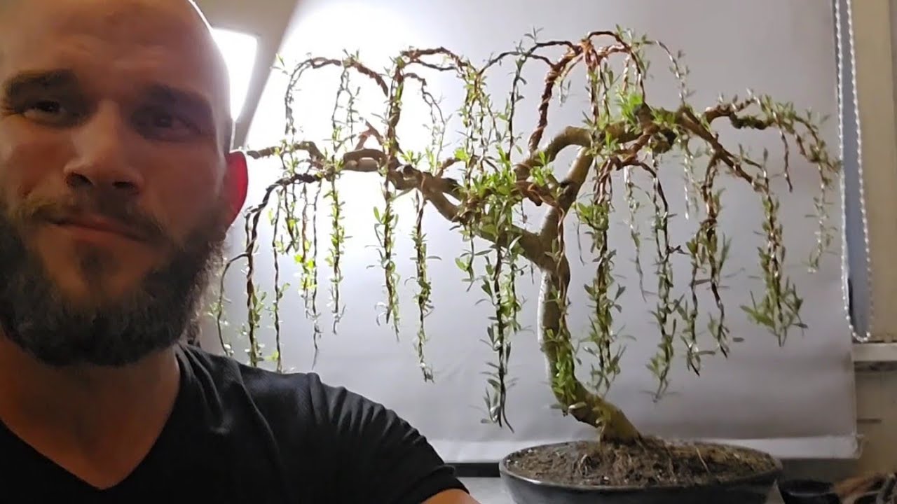 Weeping Willow Bonsai Tree Cutting Then Now Youtube