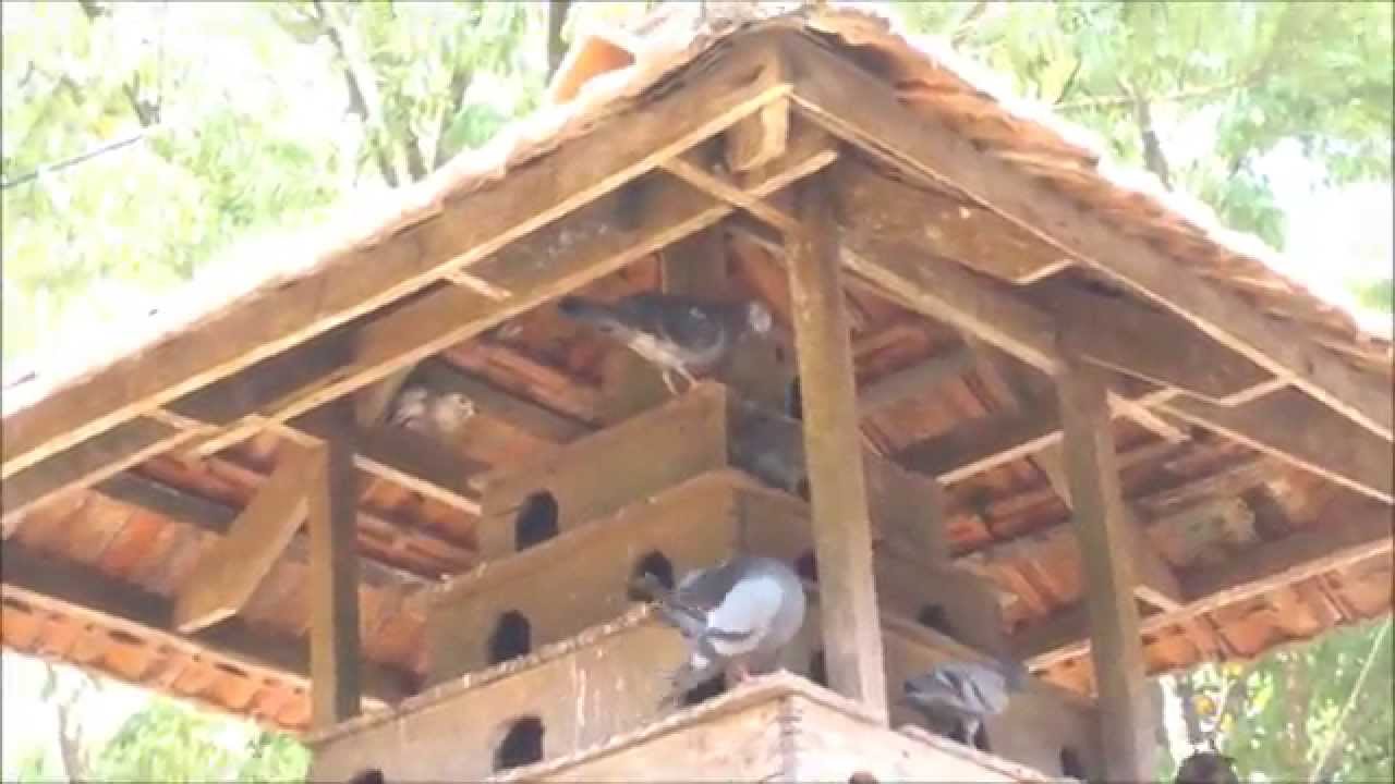 Pigeon Bird House