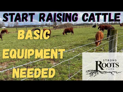 Start Raising Cattle Basic Equipment Needed Youtube