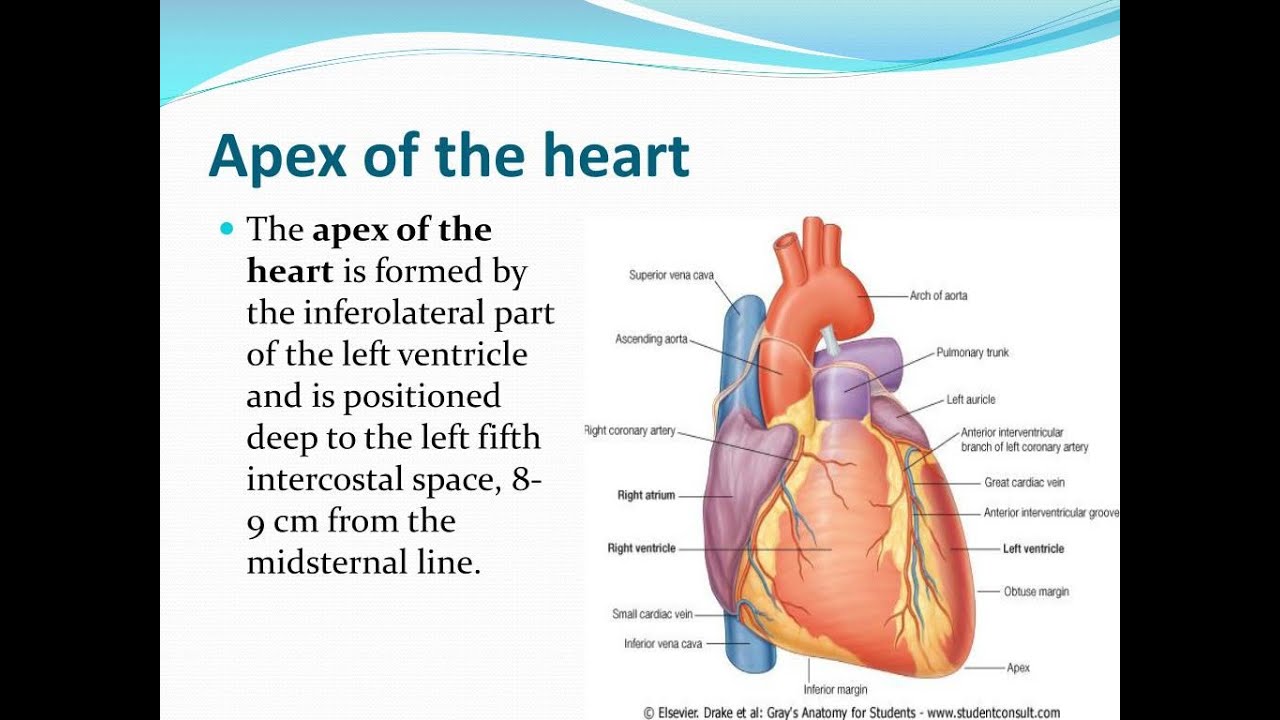 Heart Anatomy Apex Left Atrial Appendage Laa