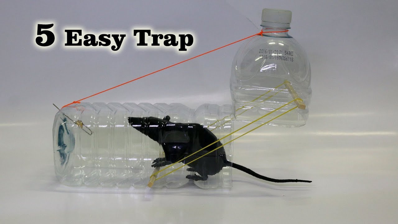5 Easy Mouse Rat Trap Youtube
