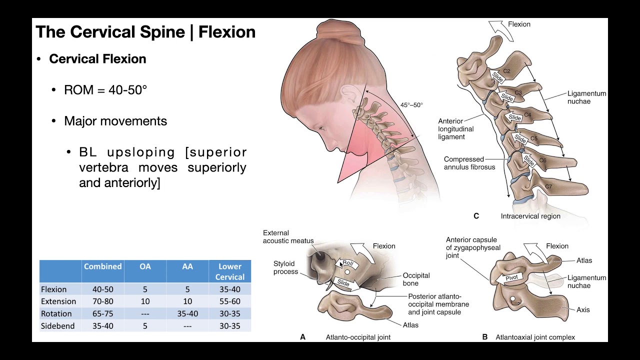 Normal Flexion Extension Cervical Spine X Rays Dolfopia