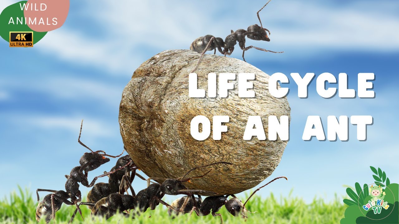 Ants The Life Cycle Of An Ant Learn All About Ants Cutekidstv