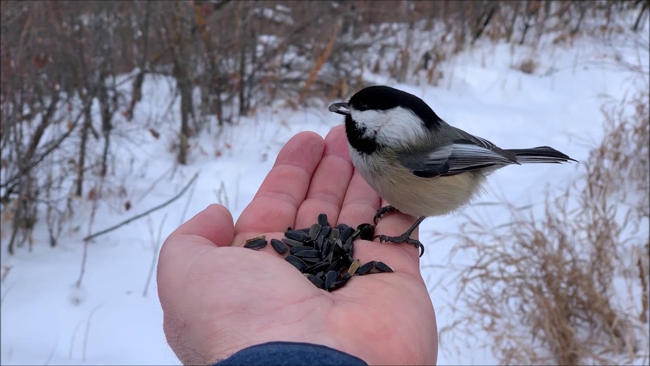 Feeding Chickadees From Hand In Winter Beaver Creek Saskatoon Youtube