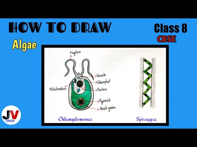 Unicellular Algae Classification