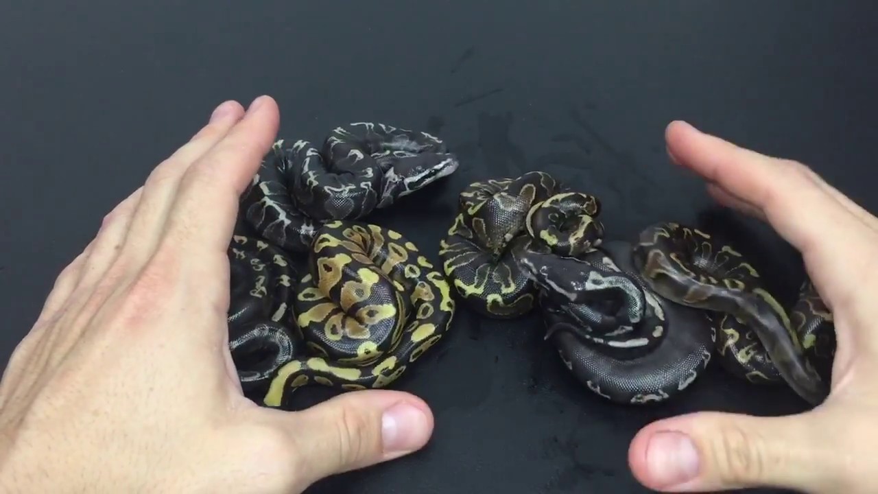 Super Ghi Combos Youtube