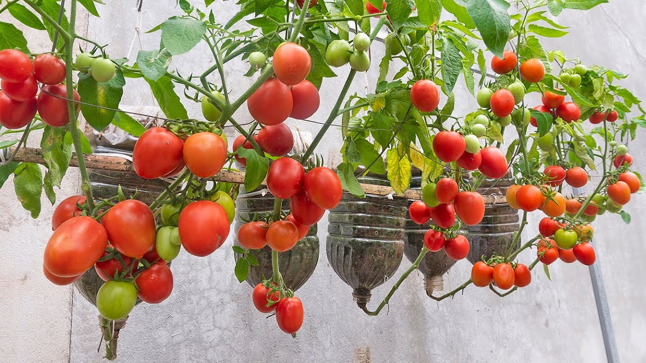Just One Egg Your Tomato Plant Will Produce A Lot Of Fruit Planting