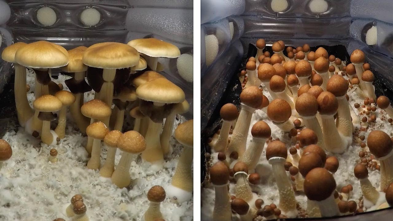 Incredible Time Lapse Of Mushrooms Growing Youtube