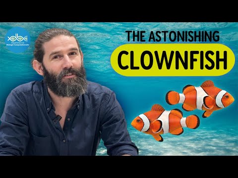 The Astonishing Clownfish Youtube
