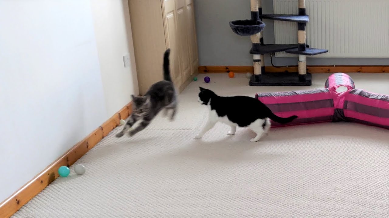 Cat Wiggles Butt Before Pouncing 4k Youtube