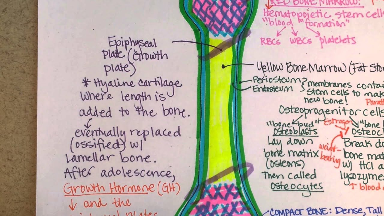 Bone Anatomy Part 2 Youtube