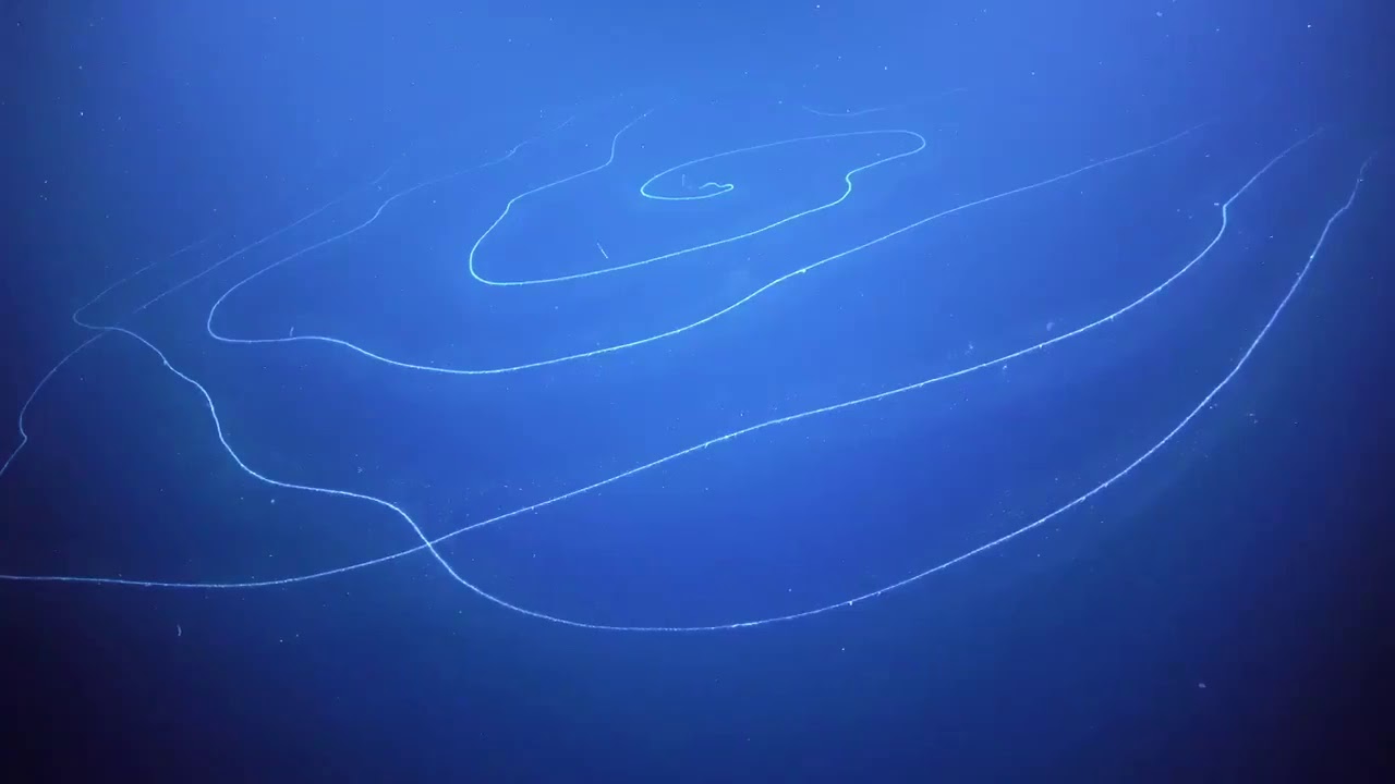World S Longest Animal Siphonophore Apolemia Youtube