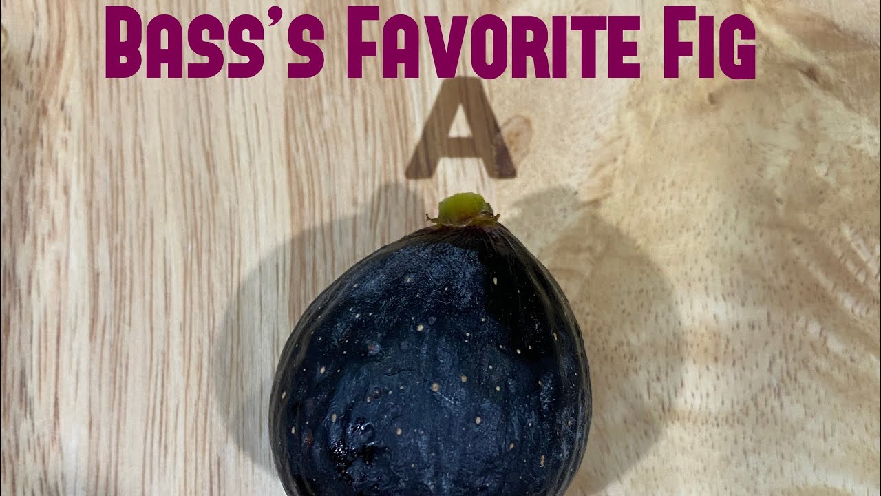 Bass S Favorite Fig Is Very Tasty Youtube