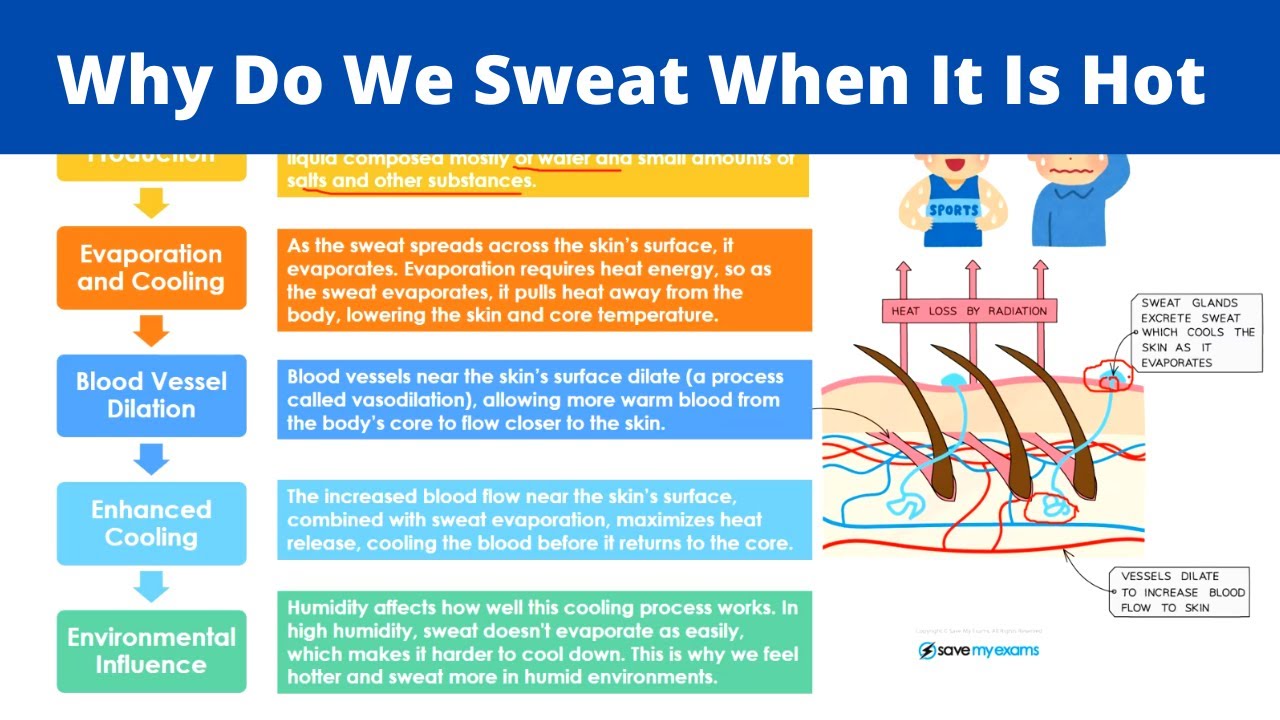 Why Do We Sweat When It Is Hot Everyday Science Youtube