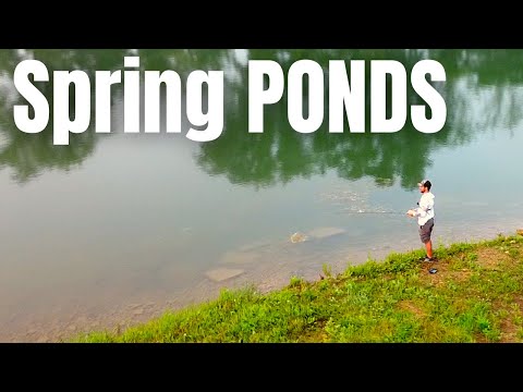 Spring Bass Fishing In Small Ponds Youtube