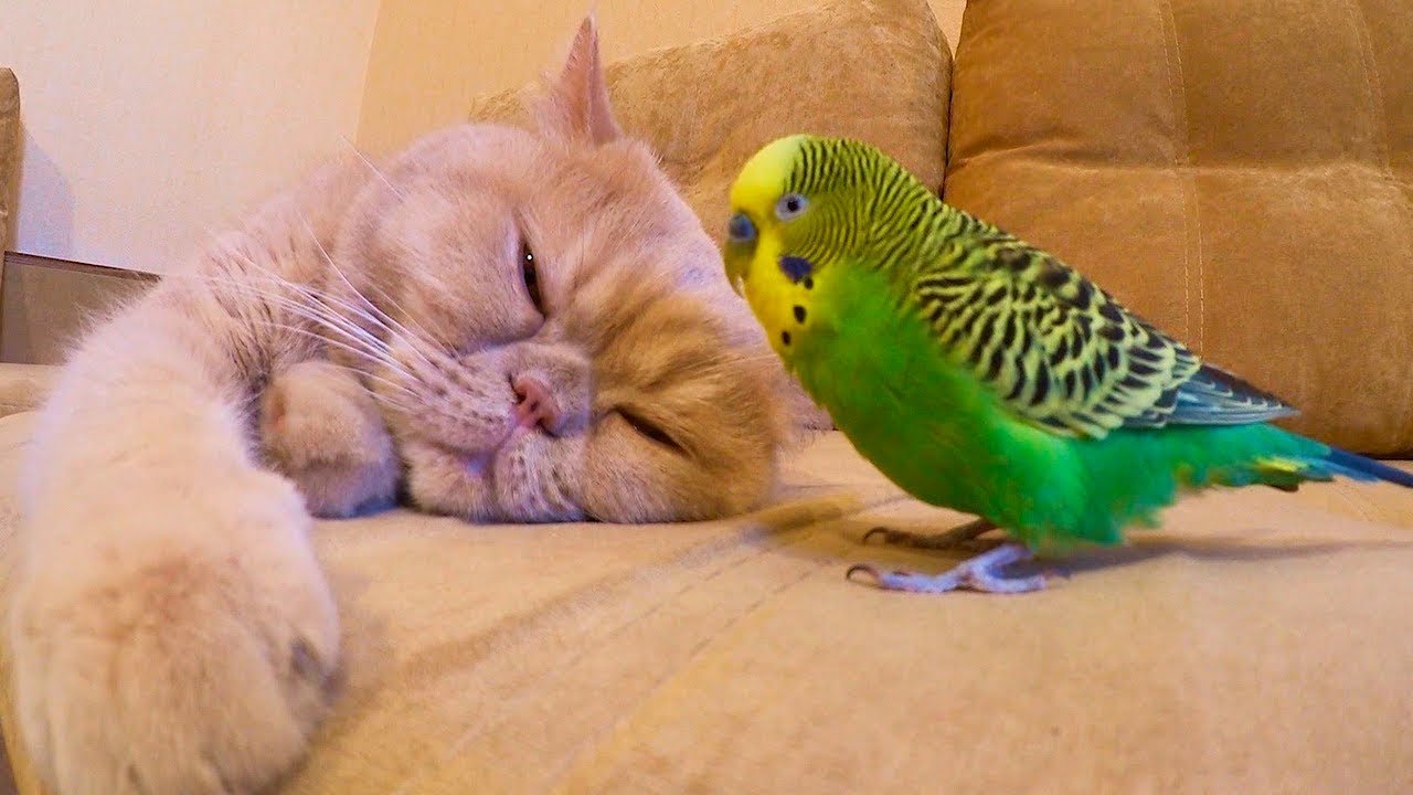 Budgie And Cat Are Best Friends Funny Animals Youtube