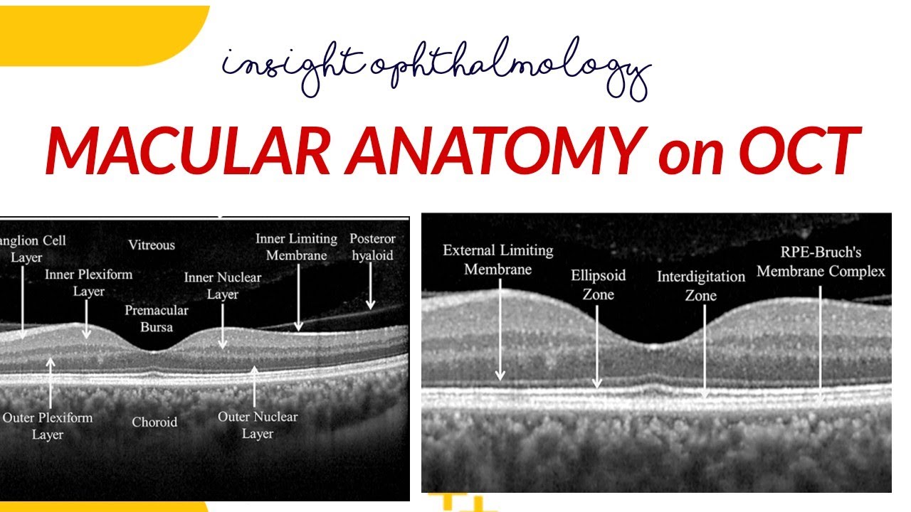 Normal Macular Oct