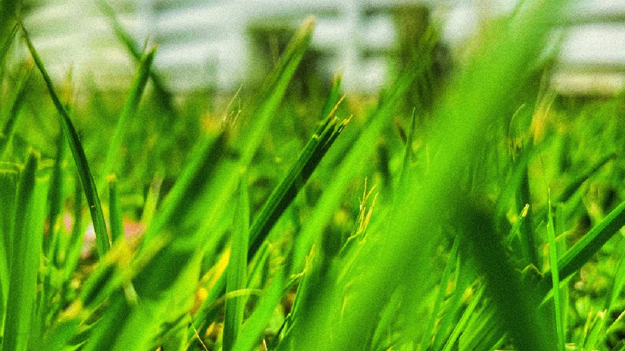 Touching Grass Youtube