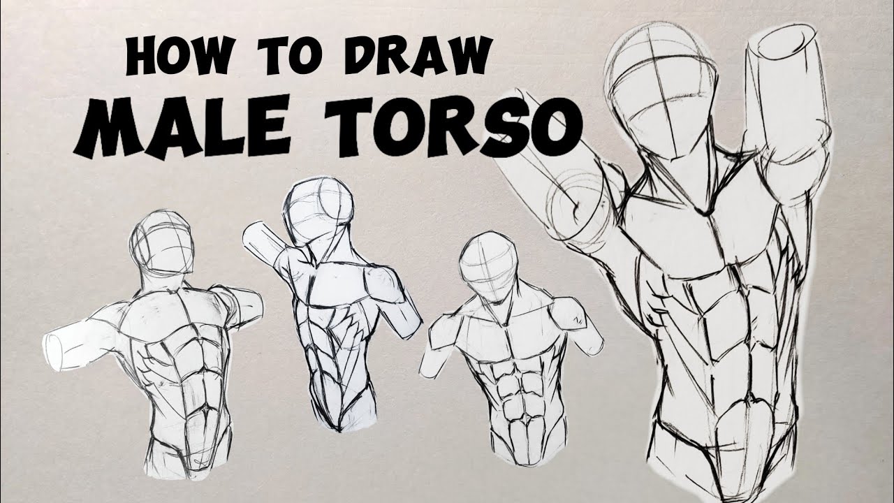 How To Draw The Male Torso Step By Step Youtube