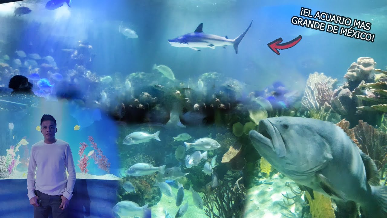Acuario Imbursa вўuna Gran Experiencia Acuarioslp рџ рџђ рџђў Youtube