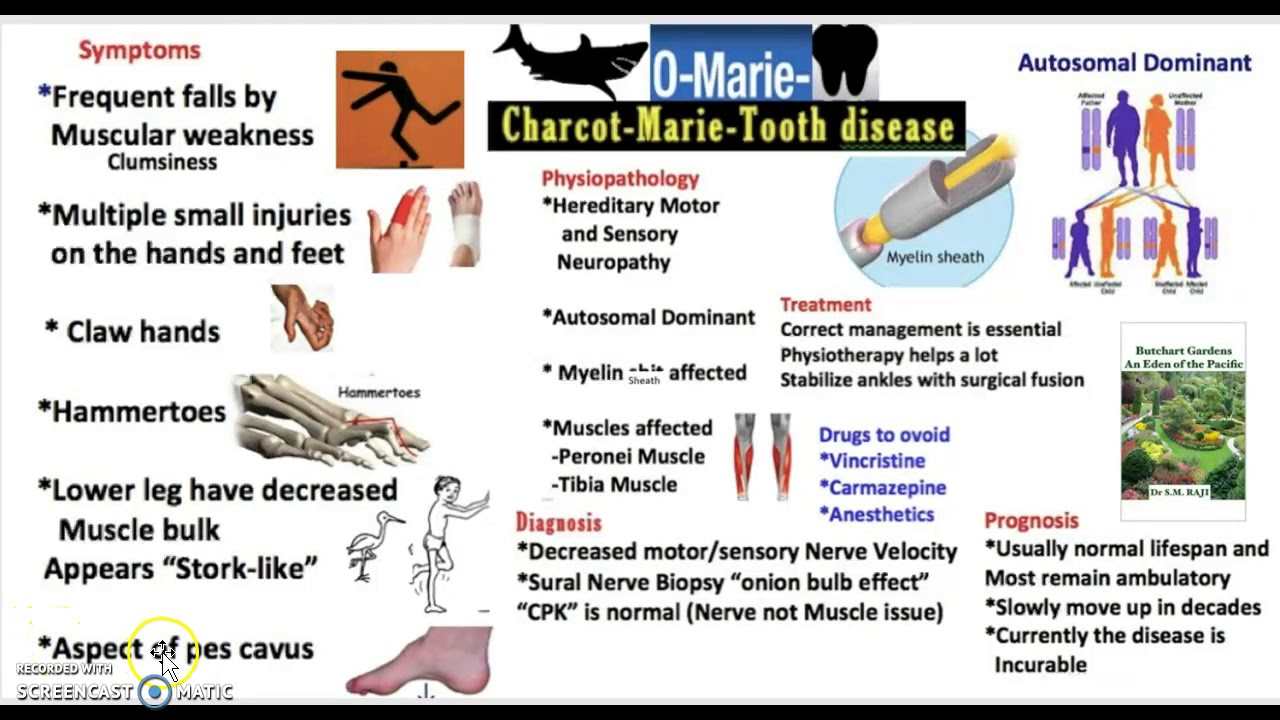 What Is Charcot Marie Tooth Disease Type 1a At Max Redfern Blog
