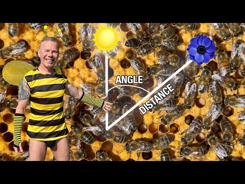 How Do Honey Bees Communication Dance