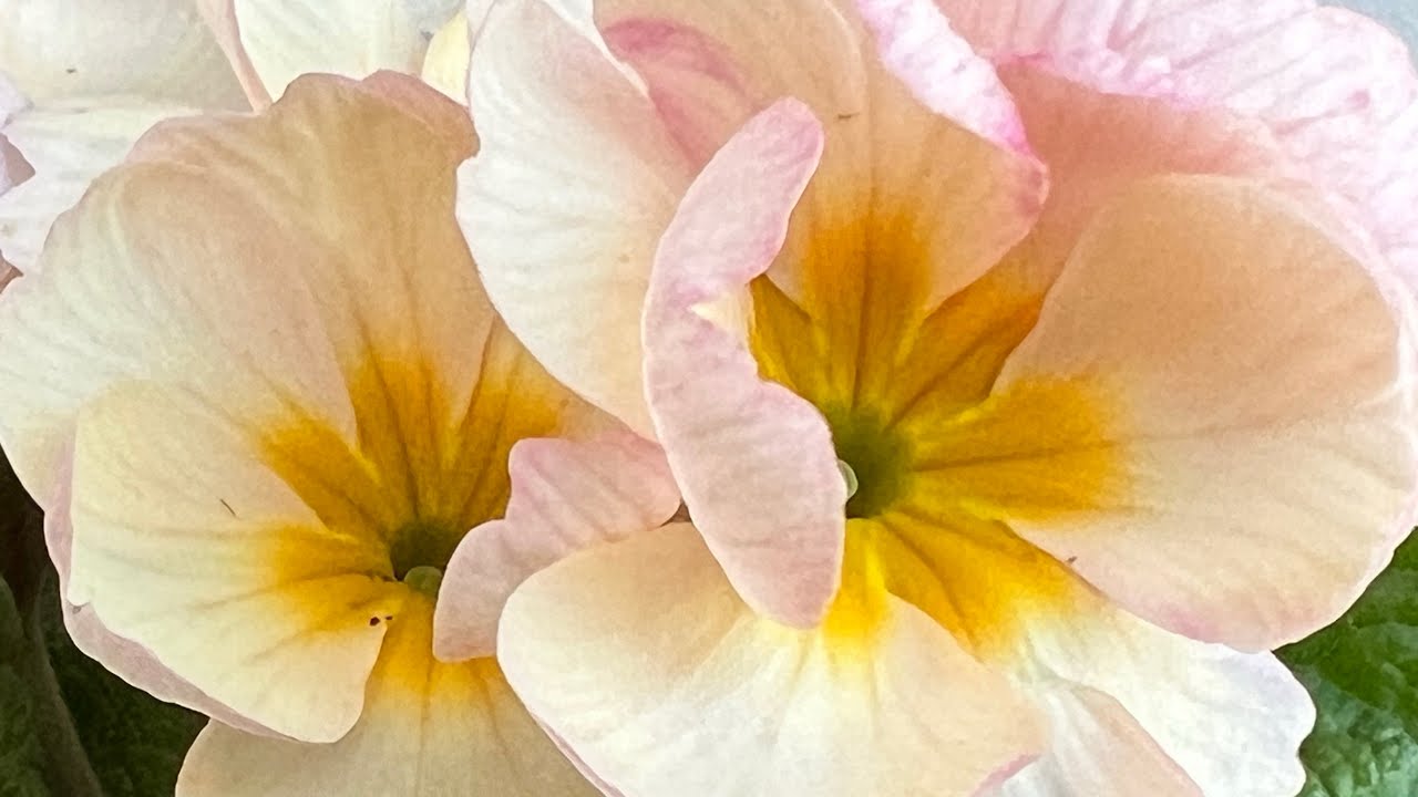 Primroses Nursery Visit And Plant Information Youtube