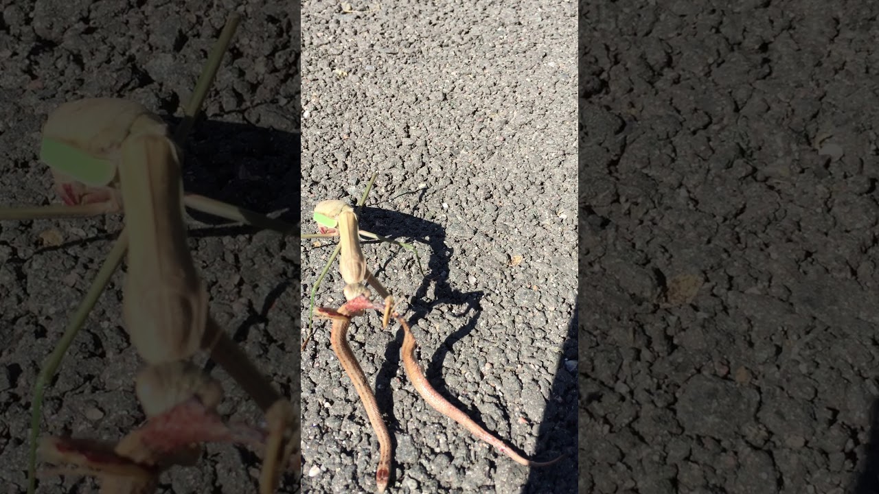 Praying Mantis Eats Snake Youtube