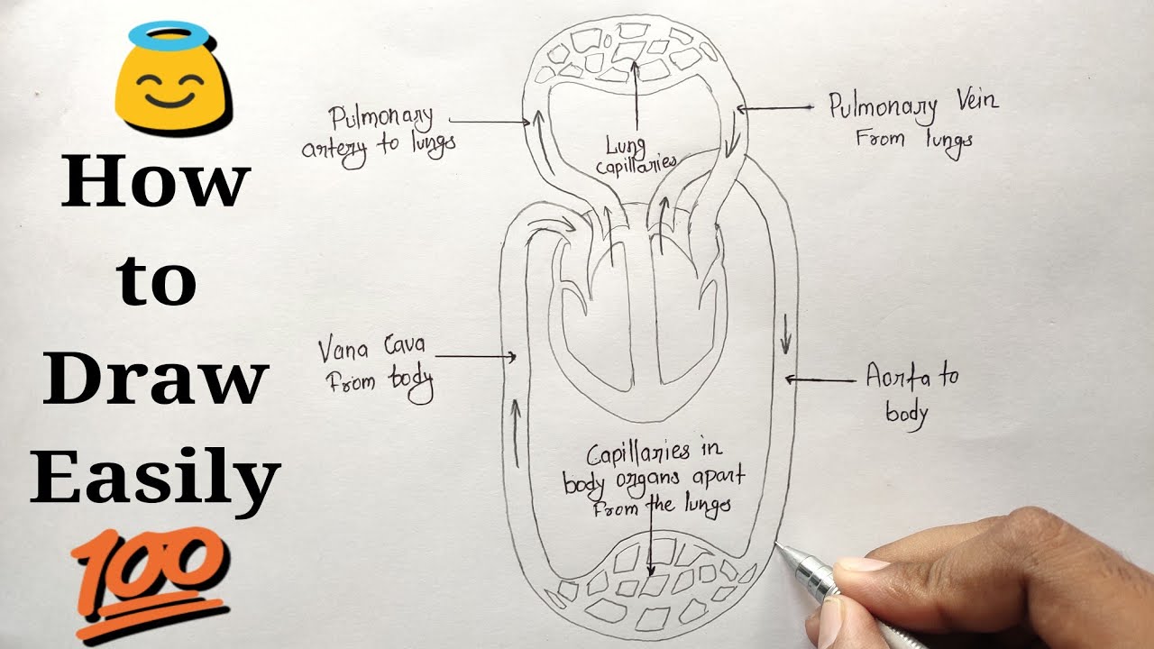 How To Draw Human Circulatory System