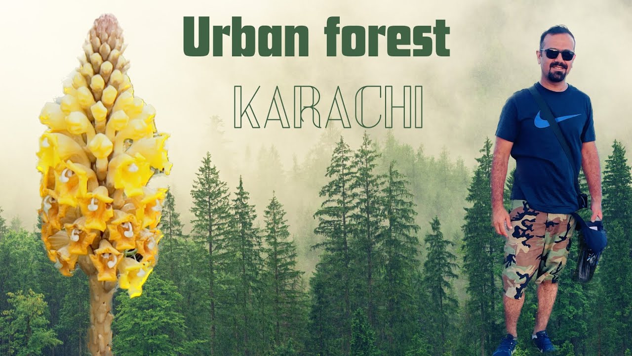 Urban Forest Clifton Karachi Youtube