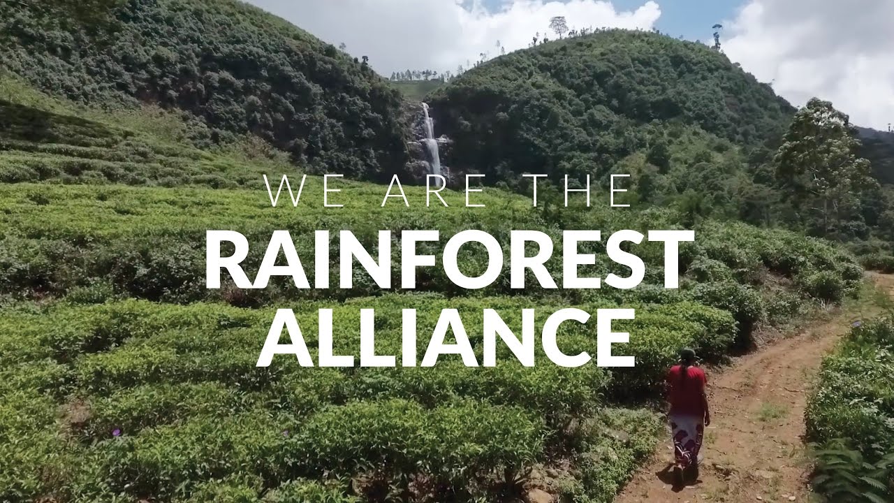 We Are The Rainforest Alliance Youtube