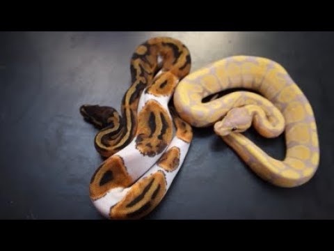 Is The Ball Python Market Dead Youtube