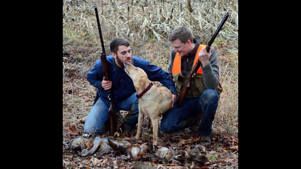 Oregon Upland Bird Hunt Corn Row Pheasant 2013 Hd Youtube