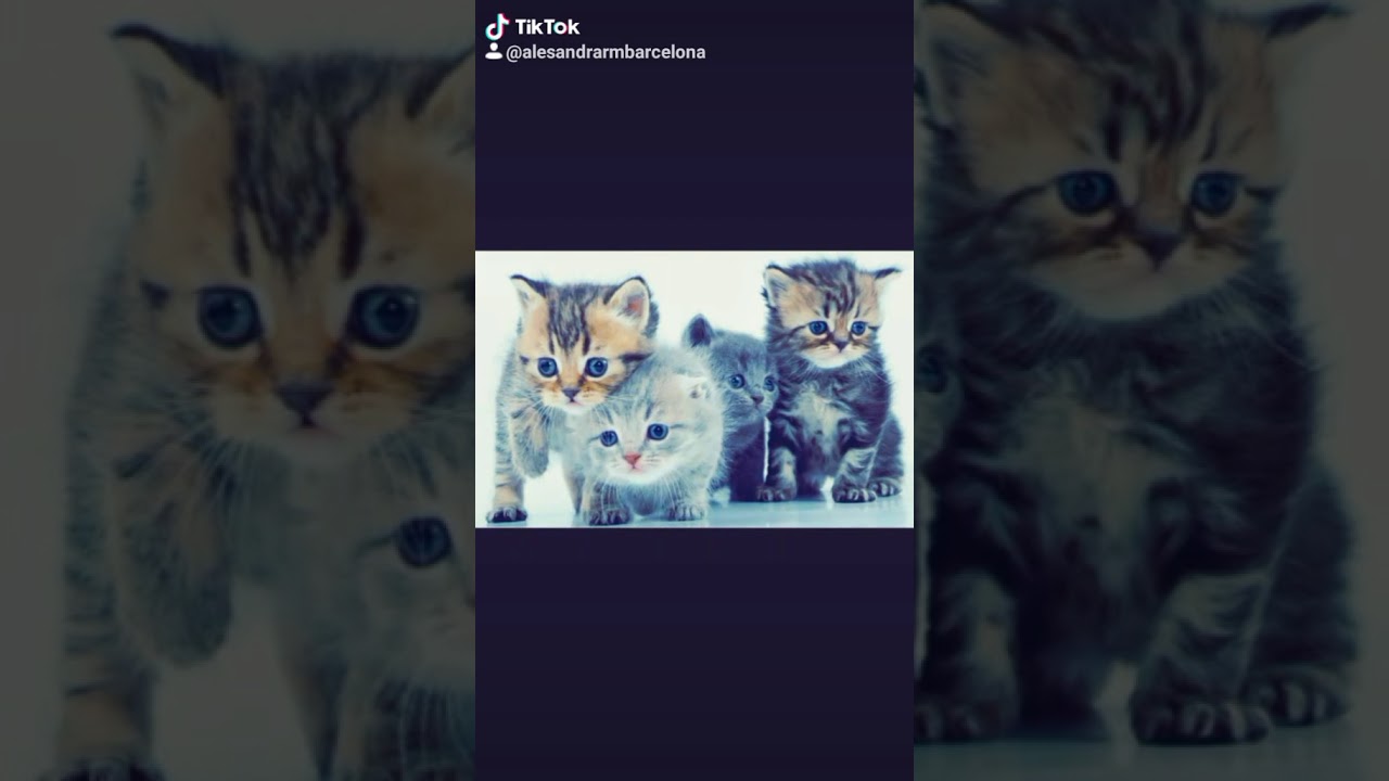 Gatitos Youtube