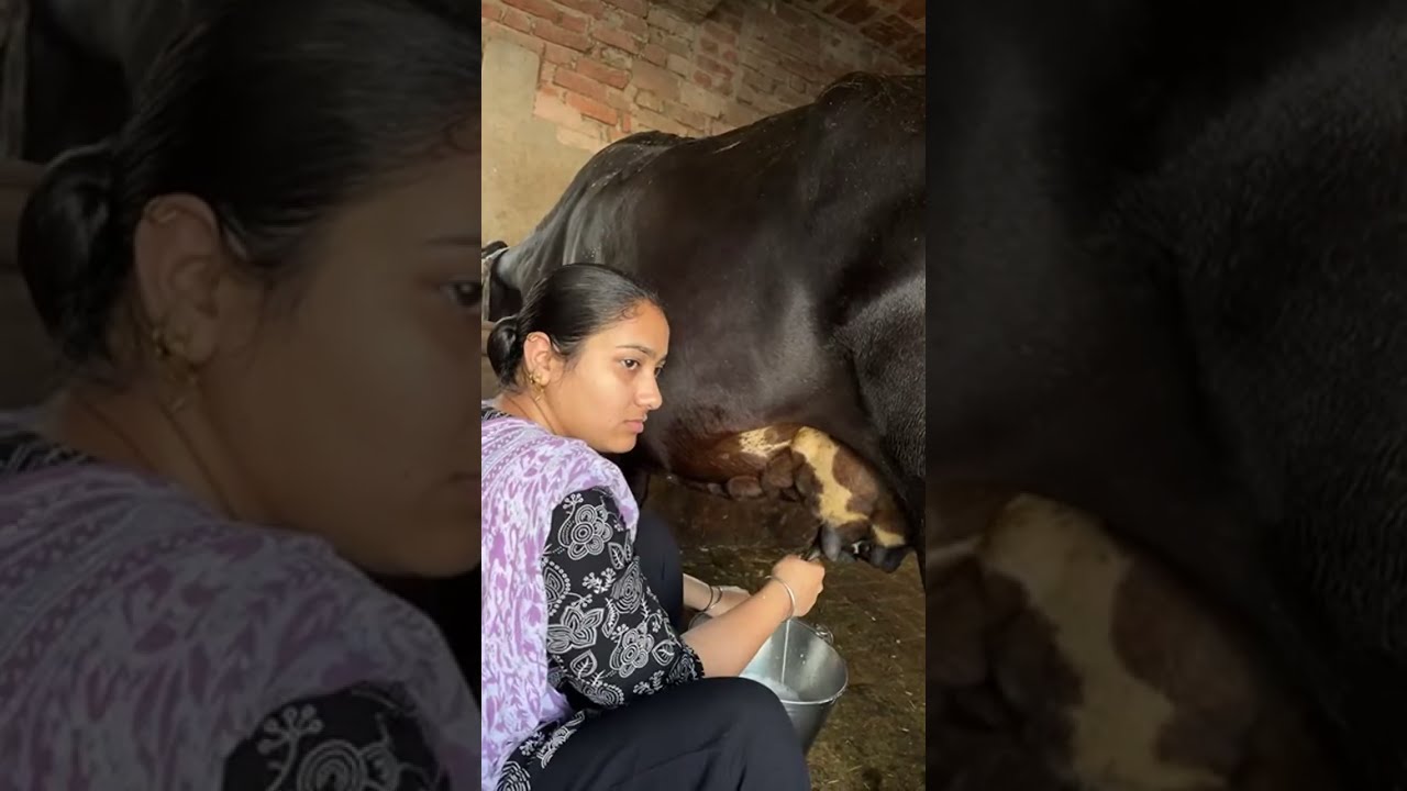 Cow Milking Youtube