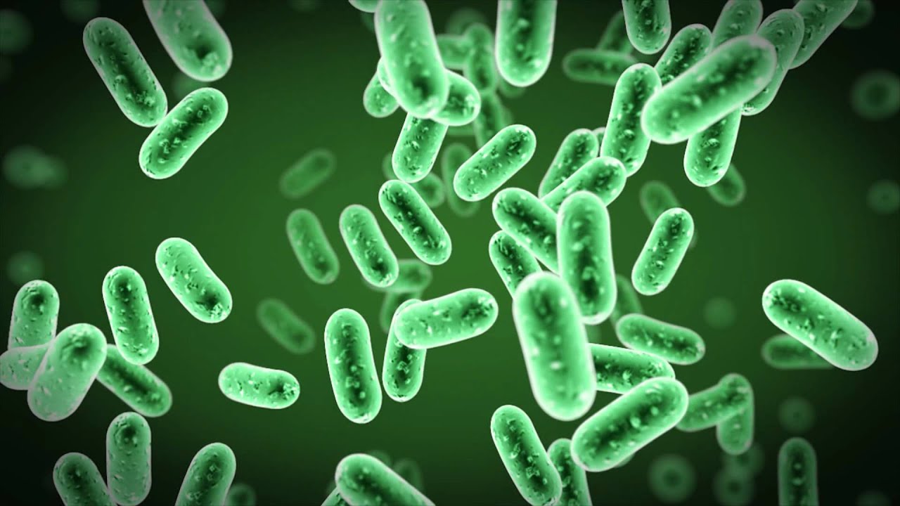 Bacteria Animation