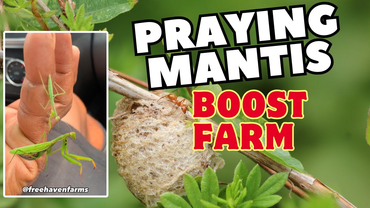 How Praying Mantis Egg Cases Boost Farm Ecosystems Praying Mantis Egg